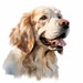 Clumber Spaniel Clipart, Clumber Spaniel Dog Images, 10 Watercolor Clip ...