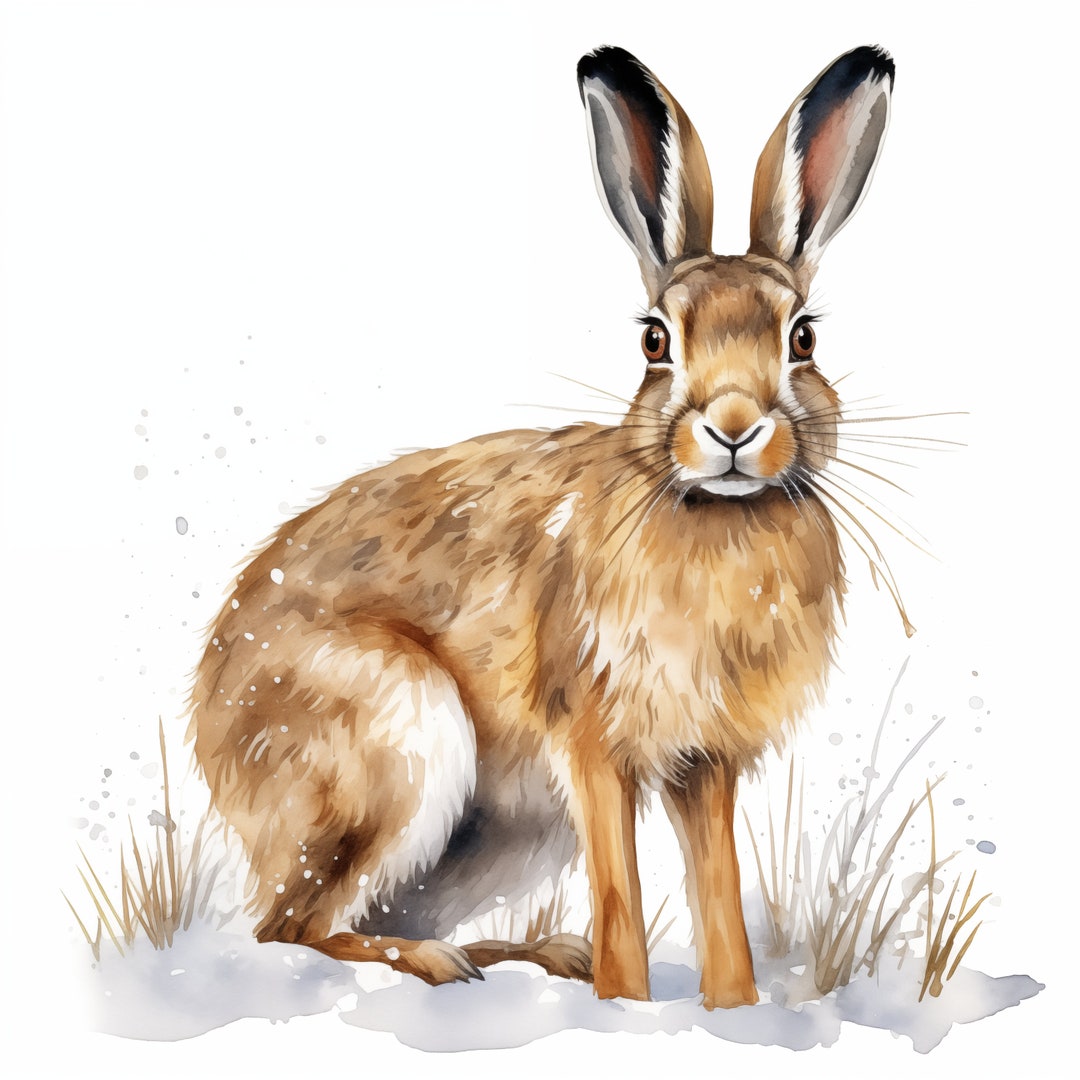Hare Clipart, Rabbit in Winter Images, 18 Watercolor Clip Art ...