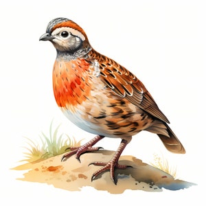 Quail Bird Clipart, Common Quail Images, 10 Watercolor Clip Art ...