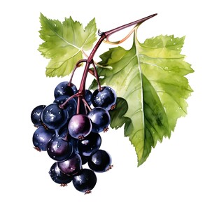 Blackcurrant Clipart, Black Currant Images, 10 Watercolor Clip Art ...