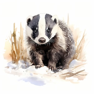 Snowy Badger Clipart, Winter Badgers Images, 10 Watercolor Clip Art ...