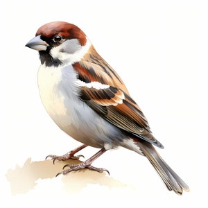 Sparrow Clipart, Sparrow Bird Images, 10 Watercolor Clip Art, Printable ...
