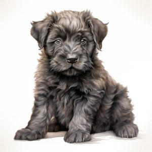 Bouvier Des Flandres Dog Clipart, Puppy Dog Images, 10 Watercolor Clip ...