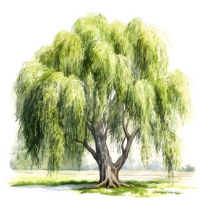 Willow Tree Clipart, Fuzzy Willow Tree Images, 10 Watercolor Clip Art ...