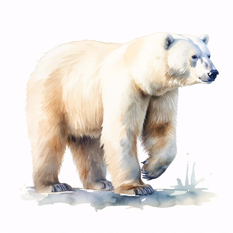 Polar Bear Clipart, Arctic Animal Images, 10 Watercolor Clip Art ...