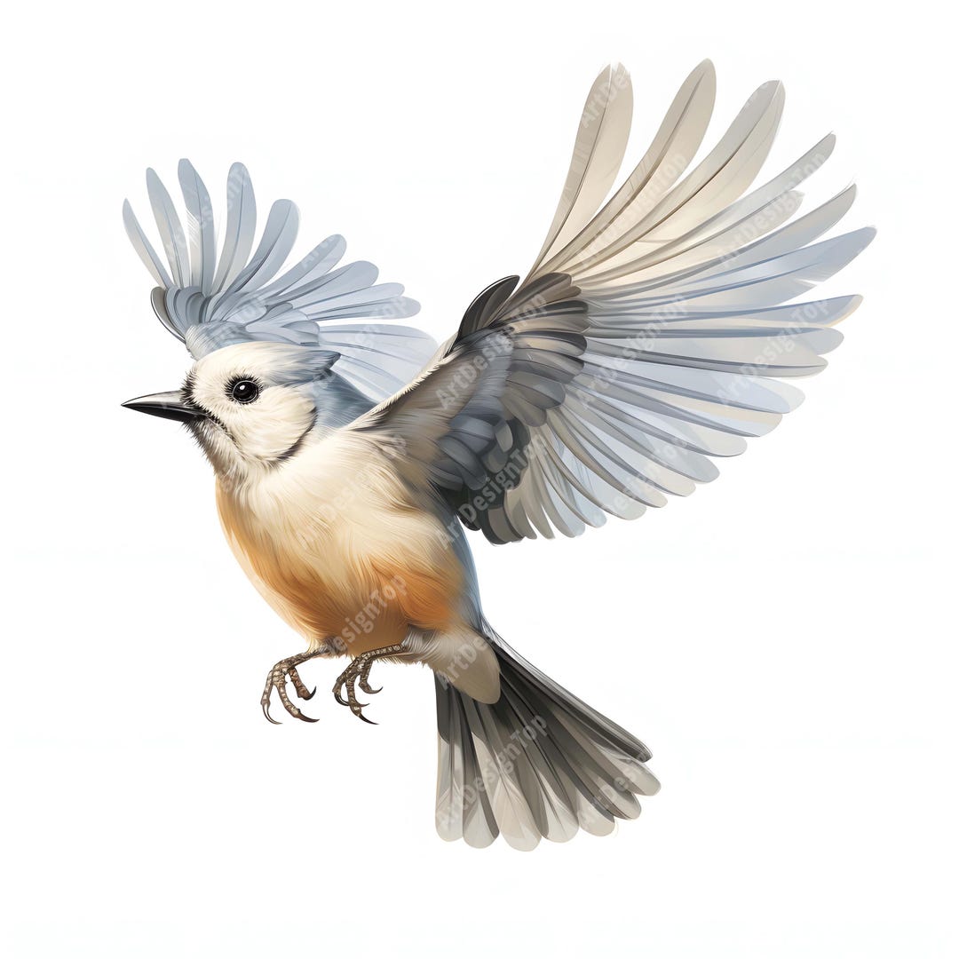 Flying Titmouse Clipart, Tufted Titmouse Images, 10 Watercolor Clip Art ...
