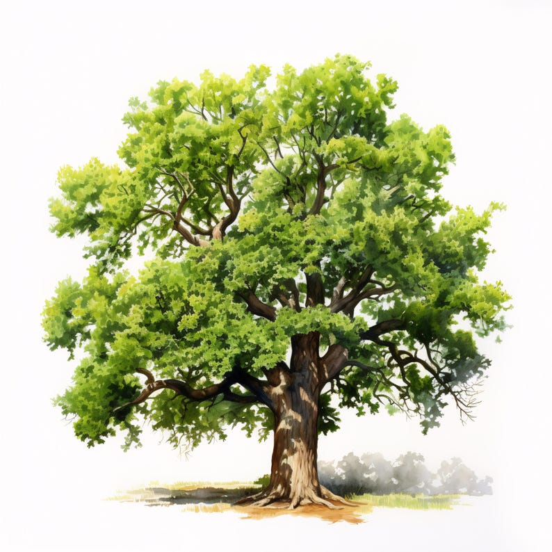 Forest Trees Clipart, Green Woodland Images, 10 Watercolor Clip Art ...