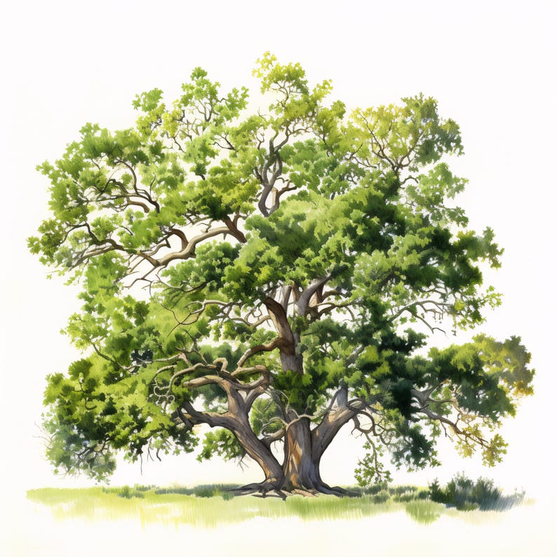 Forest Trees Clipart, Green Woodland Images, 10 Watercolor Clip Art ...