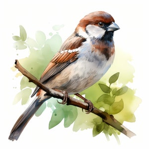 Sparrow Clipart, Sparrow Bird Images, 10 Watercolor Clip Art, Printable ...
