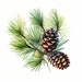 Pine Cones Clipart, Christmas Fir Tree Images, 10 Watercolor Clip Art ...