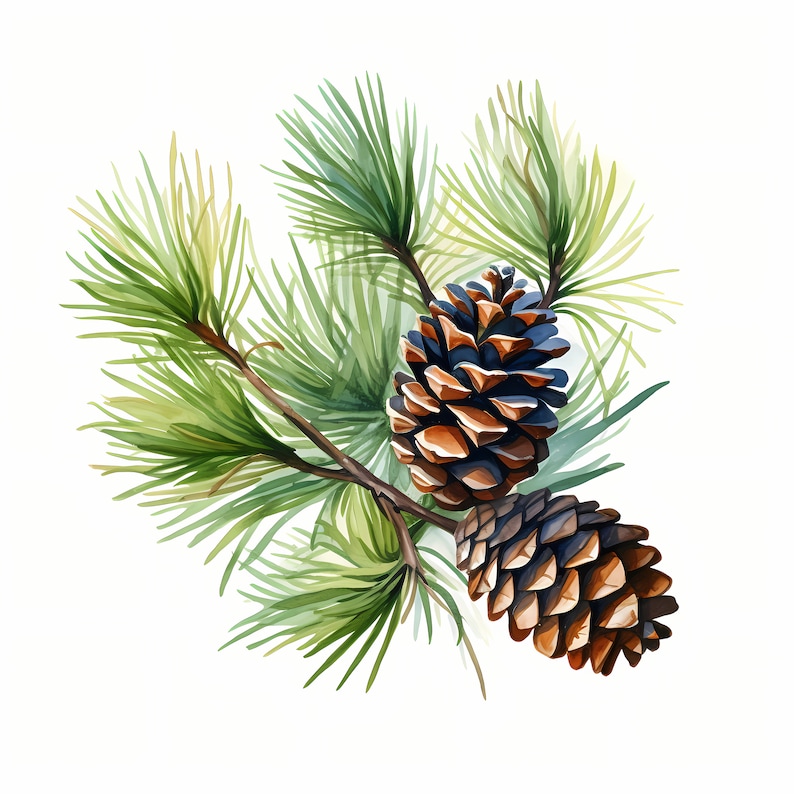Pine Cones Clipart, Christmas Fir Tree Images, 10 Watercolor Clip Art ...