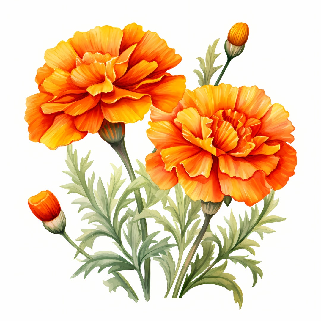 Marigold Flowers Clipart, Marigold Bouquet Images, 10 Watercolor Clip ...