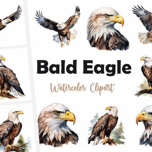 Watercolor Bald Eagle Clipart: Printable JPG Images (commercial Use) - Etsy