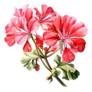 Pelargonium Clipart, Geranium Images, 10 Watercolor Clip Art, Printable ...