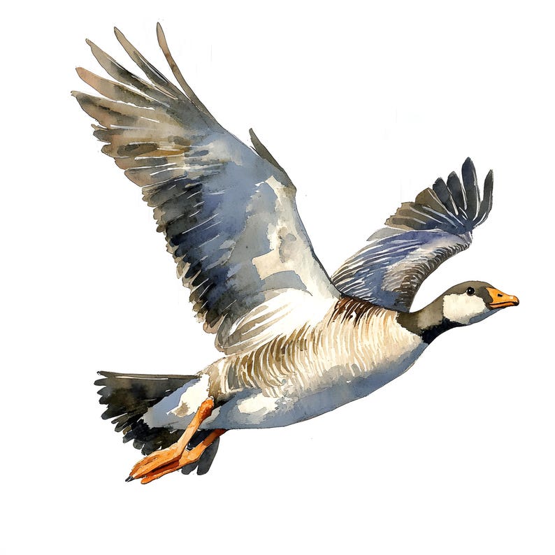 Watercolor Flying Goose Clipart: Farmhouse Printable Images (jpgs) - Etsy