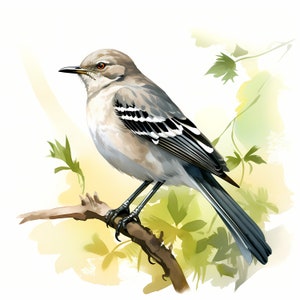 Mockingbird Clipart, Northern Mockingbird Images, 10 Watercolor Clip ...