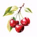 Watercolor Cherry Clipart: Red Fruit Illustrations (JPG Download ...