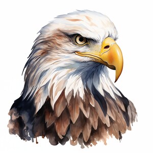 Watercolor Bald Eagle Clipart: Printable JPG Images (commercial Use) - Etsy