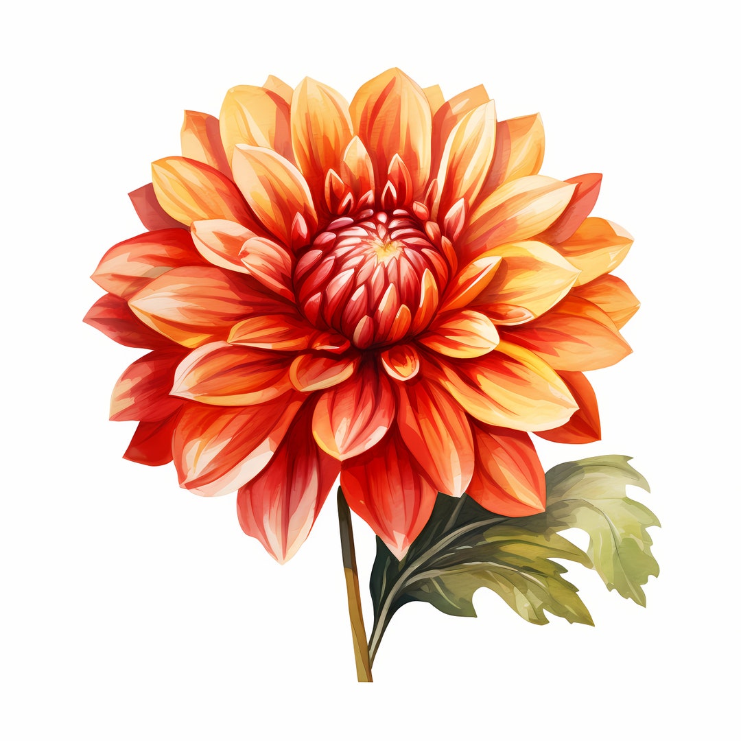 Dahlia Clipart, Dahlia Flower, Wild Flowers Images, 10 Watercolor Clip ...