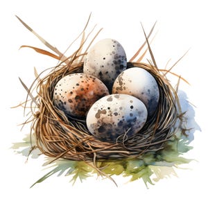 Bird Eggs Clipart, Bird Nest With Eggs Images, 10 Watercolor Clip Art ...