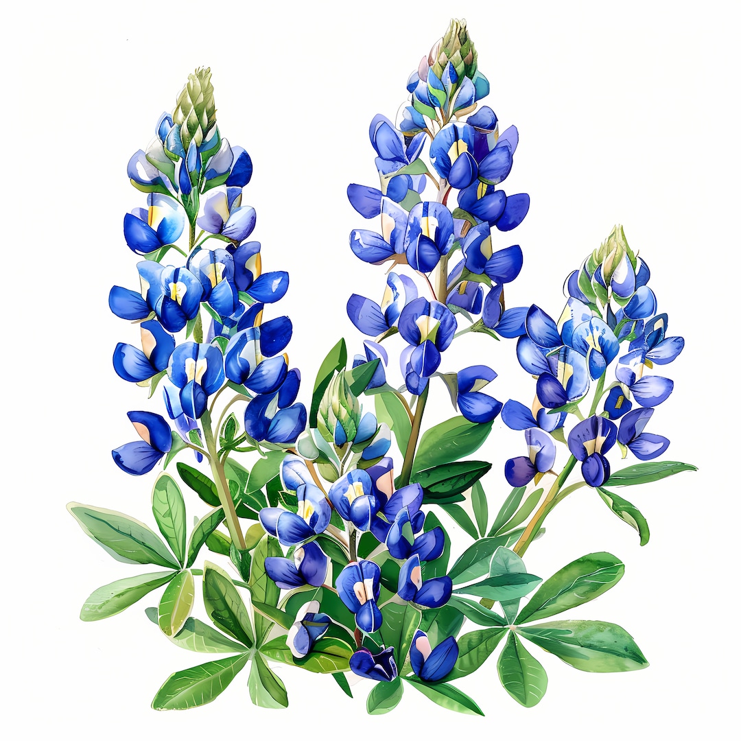 Texas Bluebonnet Clipart, Bluebonnet Wildflowers Images, 10 Watercolor ...