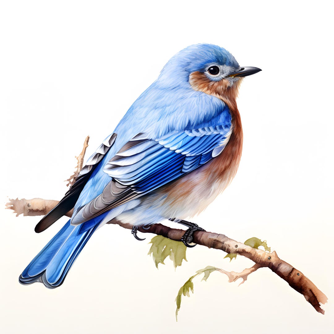 Watercolor Bluebird Clipart: 10 Printable Bird Images (JPG, Commercial ...