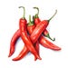 Watercolor Red Hot Chilli Peppers Clipart: Printable JPG Images ...