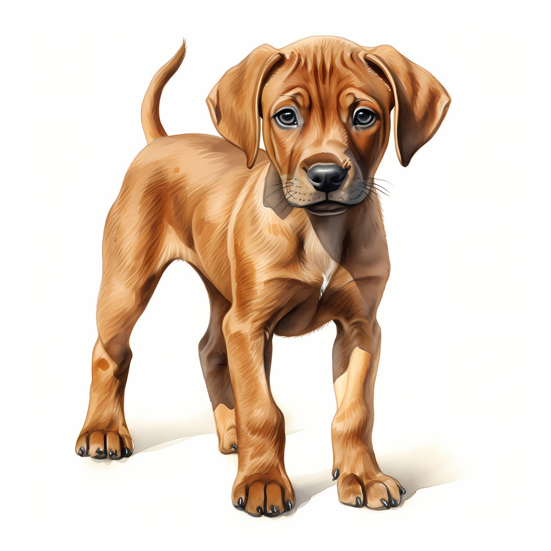 10 Rhodesian Ridgeback, Puppy Dog, African Lionhound, African Lion Dog ...