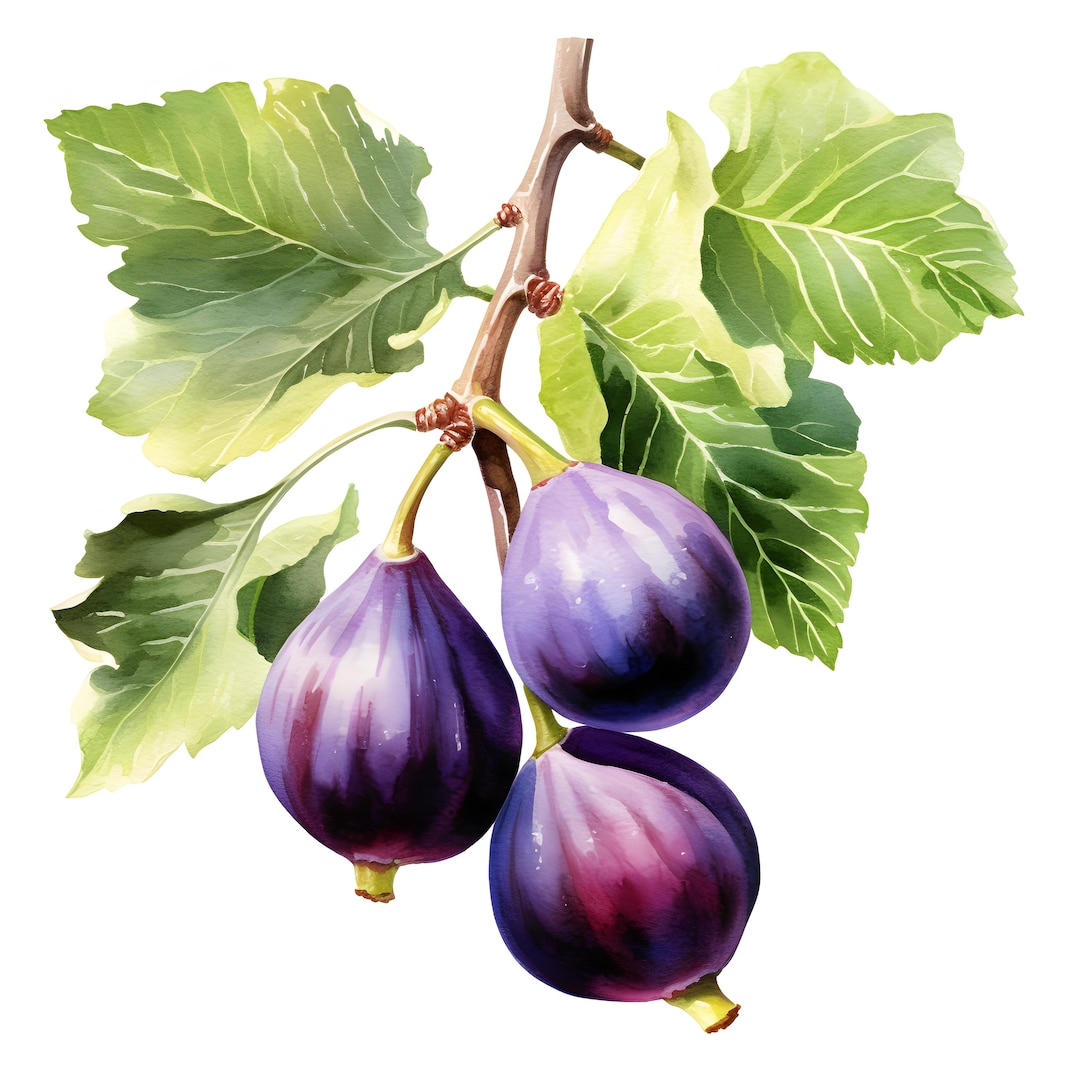 Fig Tree Clipart, Fig Tree Branch Images, 10 Watercolor Clip Art ...