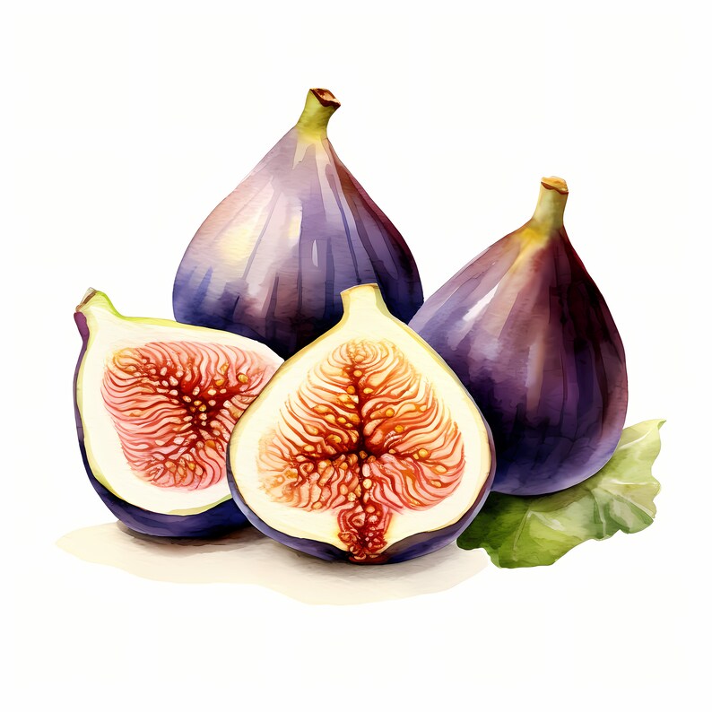 Fig, Fig Fruit, Botanical Fruit Watercolor Clipart Set With 10 JPG ...