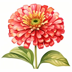 Zinnia Clipart, Zinnia Flowers Images, 10 Watercolor Clip Art ...