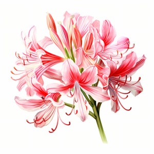 Pink Nerine Clipart, Nerine Flowers Images, 10 Watercolor Clip Art ...