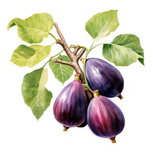 Fig Tree Clipart, Fig Tree Branch Images, 10 Watercolor Clip Art ...