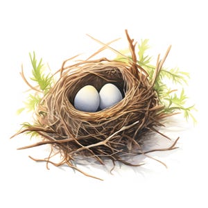 Bird Nest Clipart, Eggs in Nest Images, 10 Watercolor Clip Art ...