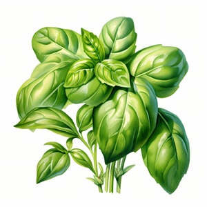 Basil Clipart, Culinary Basil Images, 10 Watercolor Clip Art, Printable ...