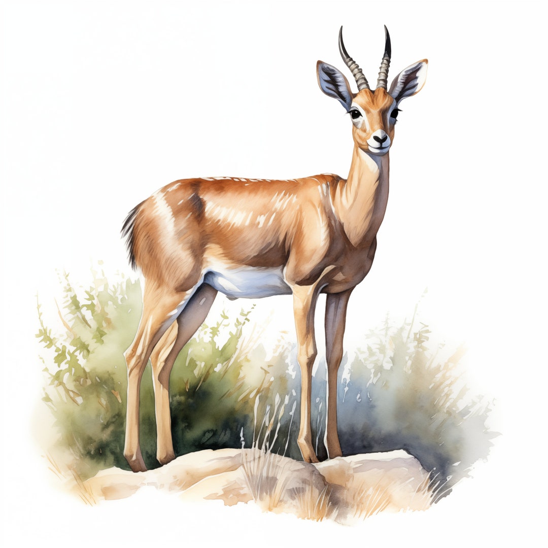 Gazelle Clipart, Antelope Images, 10 Watercolor Clip Art, Printable ...