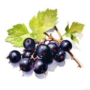 Black Currant Clipart, Blackcurrant Images, 10 Watercolor Clip Art ...