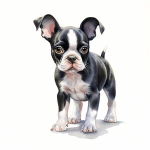 Boston Terrier Dog Clipart, Puppy Dog Images, 10 Watercolor Clip Art ...