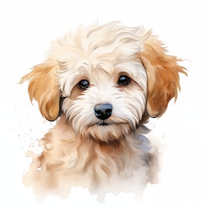 Maltipoo Clipart, Maltipoo Dog Images, 10 Watercolor Clip Art ...