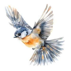 Tufted Titmouse Clipart, Flying Titmouse Images, 10 Watercolor Clip Art ...