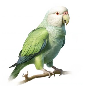 Watercolor Green Quaker Parrot Clipart: Commercial Use (jpgs) - Etsy