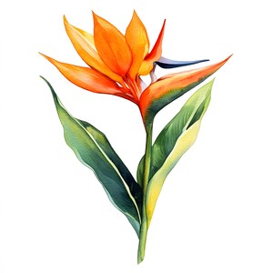 Bird of Paradise Clipart, Tropical Flower Images, 10 Watercolor Clip ...
