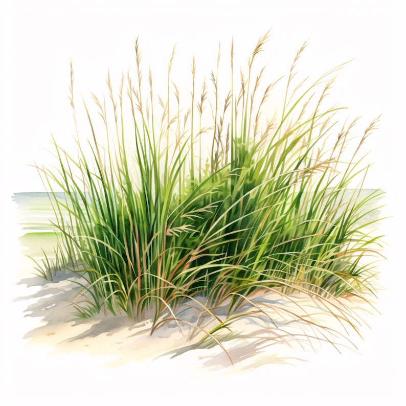 Watercolor Beach Grass Clipart: Coastal Landscape JPG Images ...