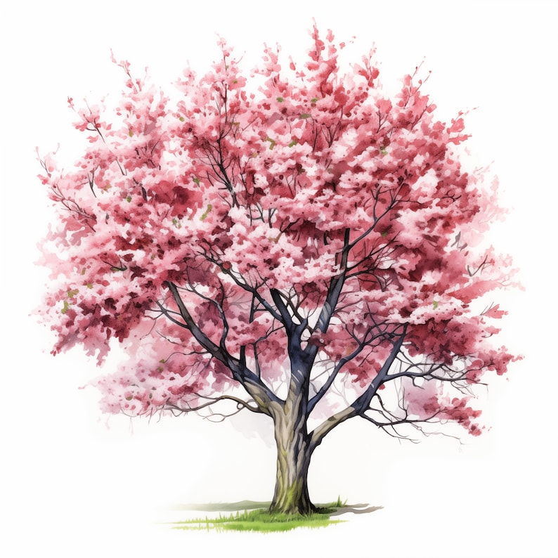 10 Sakura Tree Clipart, Cherry Blossom Tree JPG, Watercolor Clipart ...