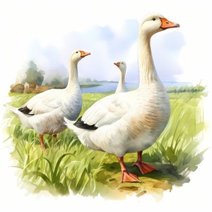 Goose Clipart, Farm Geese Images, 10 Watercolor Clip Art, Printable ...