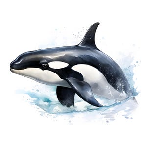 Killer Whale Clipart, Orca Images, 10 Watercolor Clip Art, Printable ...