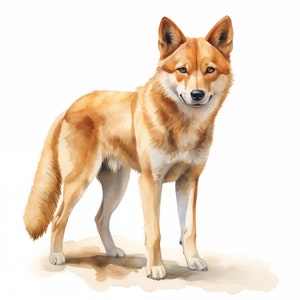 Dingo Clipart, Dingo Images, 10 Watercolor Clip Art, Printable Jpgs ...