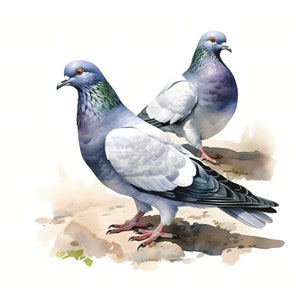 Pigeons Clipart, Doves, Street Birds Images, 10 Watercolor Clip Art ...