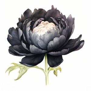 Black Peony Watercolor Clipart: Floral JPG Images (instant Download) - Etsy