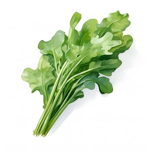Arugula Clipart, Arugula Vegetables Images, 10 Watercolor Clip Art ...